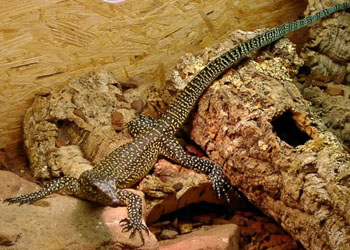 巨蜥科 Varanidae 蓝色动物学